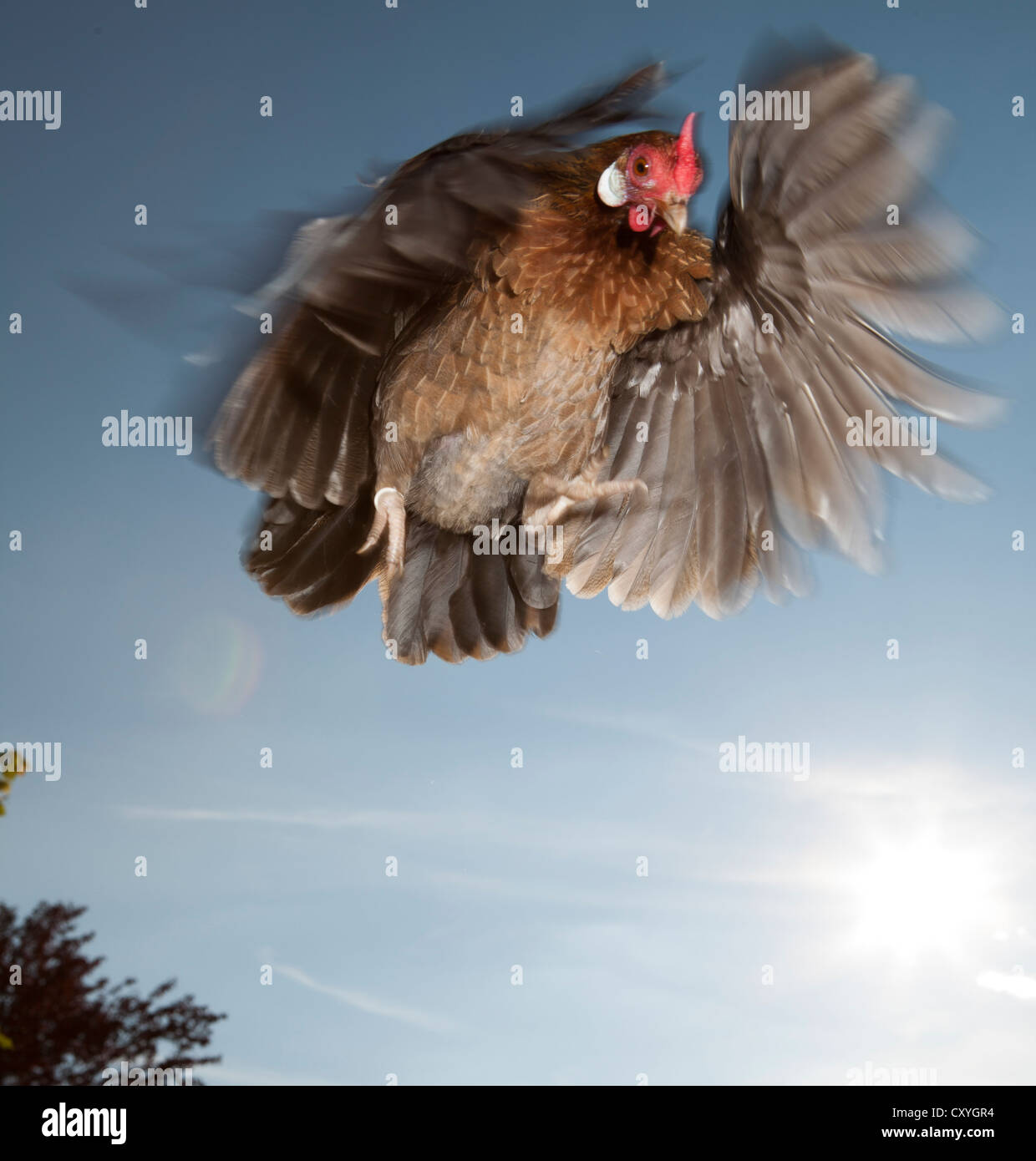 Chicken Flapping High Resolution Stock Photography and Images - Alamy