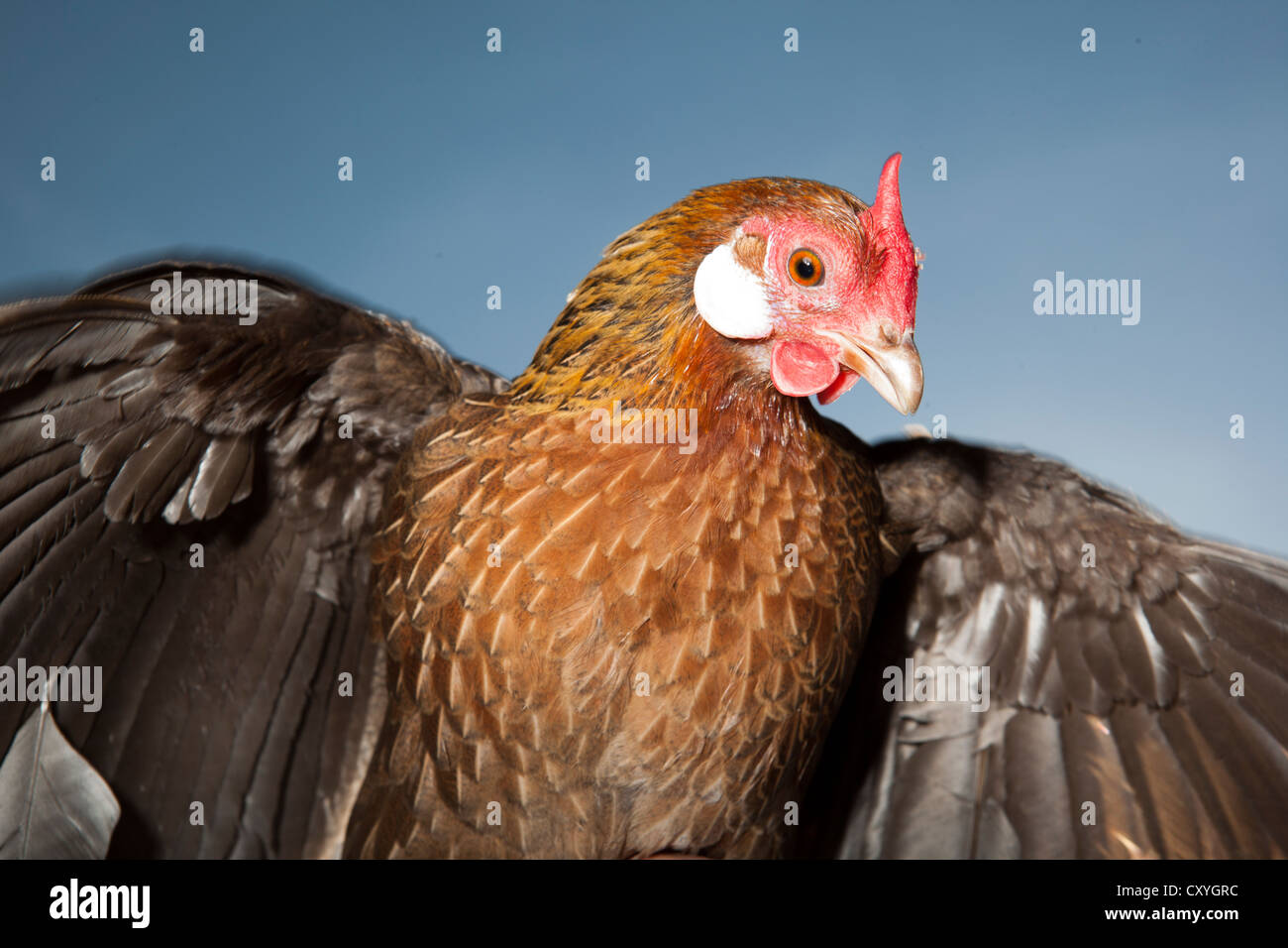 Chicken spreading wings hi-res stock photography and images - Alamy