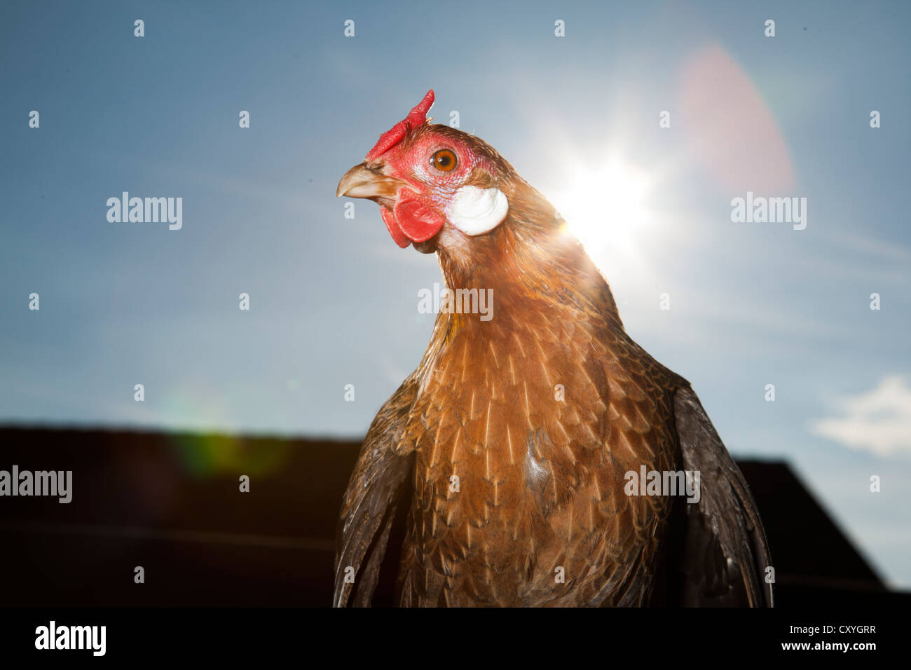 Birds against sun hi-res stock photography and images - Alamy