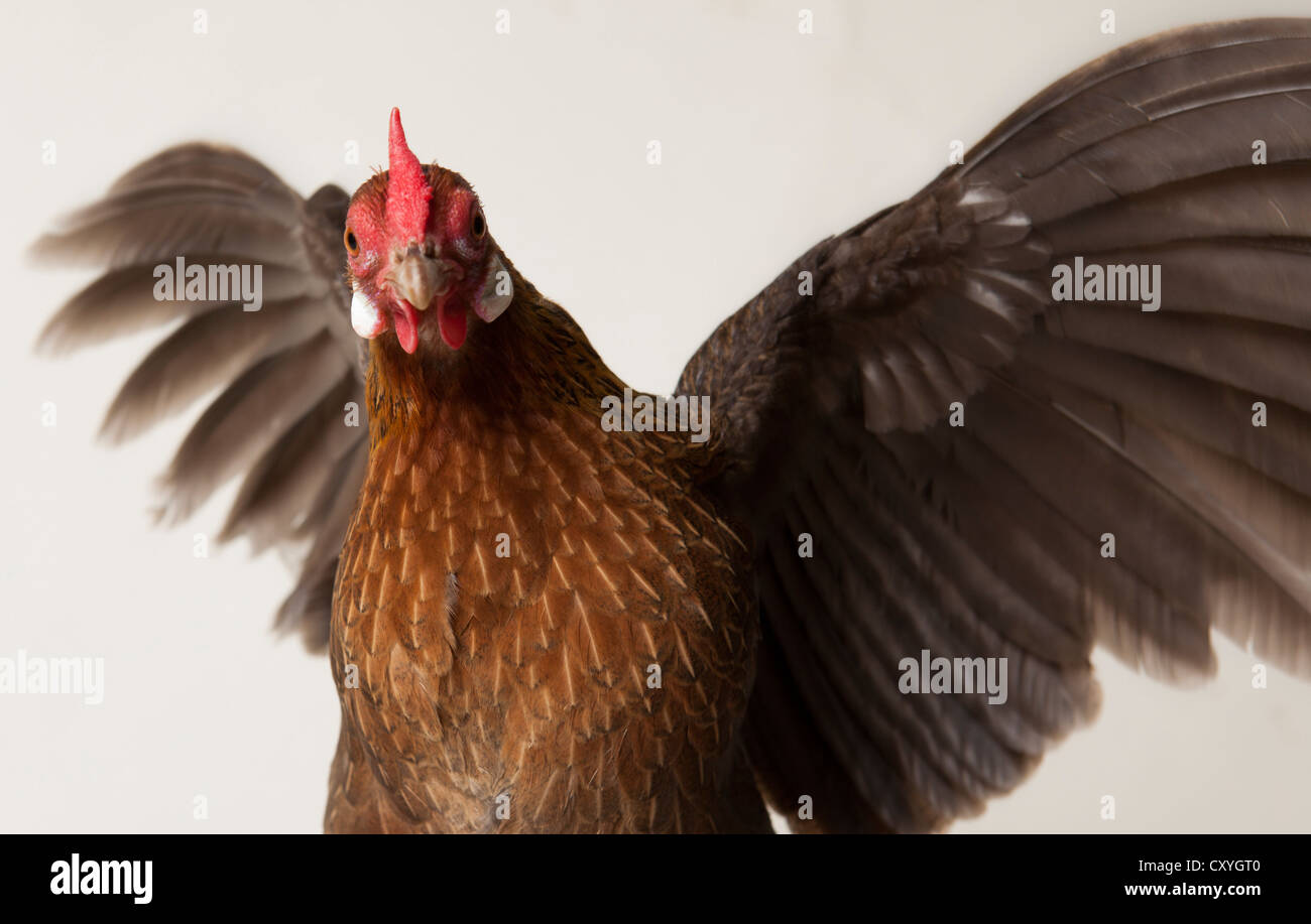 Chicken flapping wings hi-res stock photography and images - Alamy