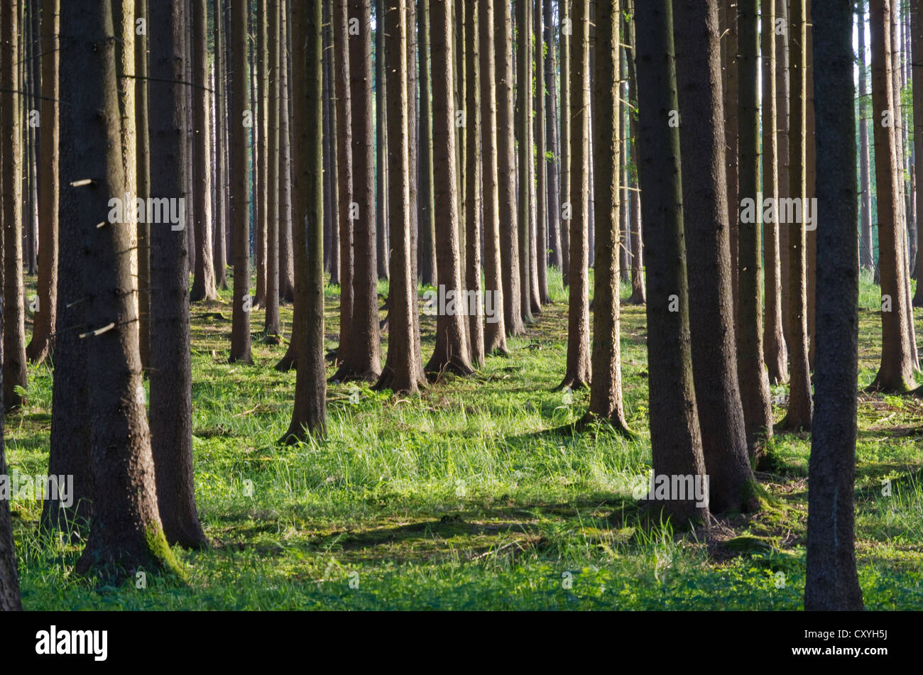 Many trees in dense hi-res stock photography and images - Alamy