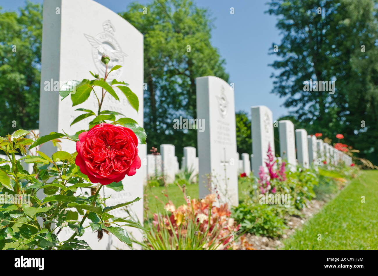 Red rose, Durnbach War Cemetery, the final resting place for 2960 ...