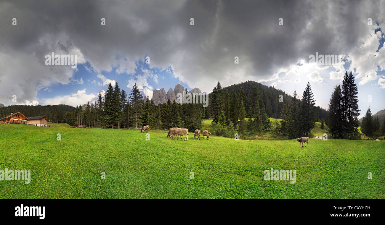 Cows on the pasture, Zanser Alm alp after a thunderstorm, Geisler group ...