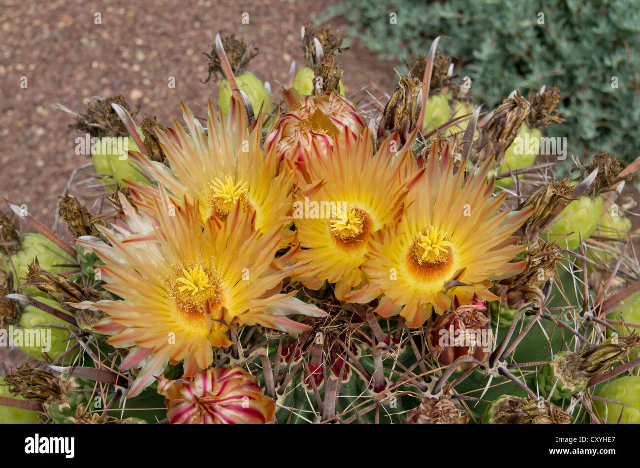 Horridus hi-res stock photography and images - Alamy