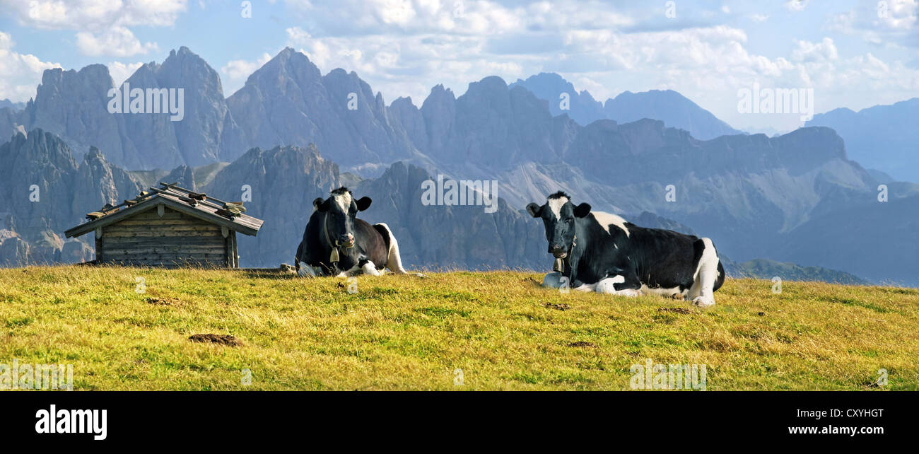 Alm alp animal hi-res stock photography and images - Alamy