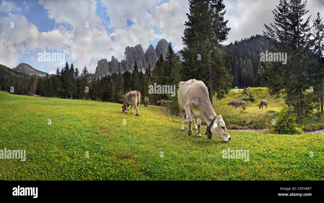 Dairy cows on a mountain pasture, Geisler Group, Odle Mountains at back ...
