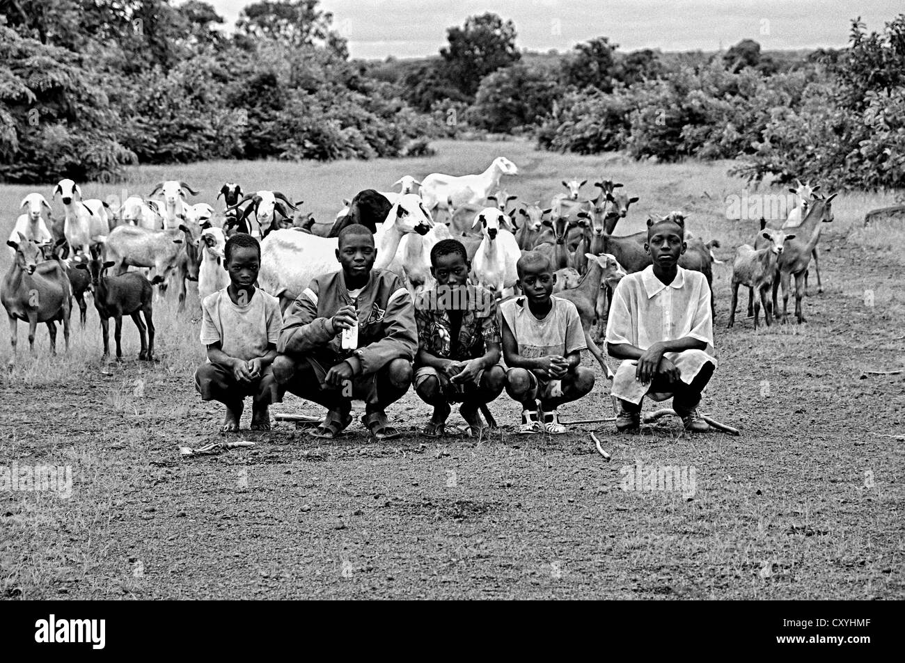 Young shepherds with their goats, Mali Stock Photo - Alamy