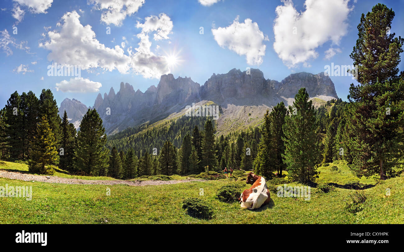 Cow on a mountain pasture with a mountain forest, view of the Geisler ...