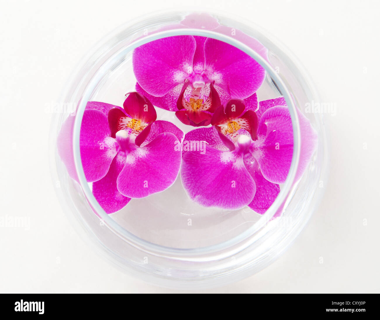 Orchids in water Stock Photo - Alamy
