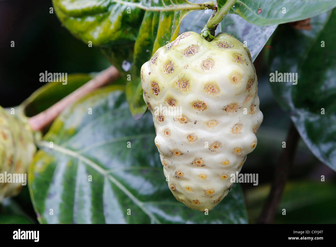 Noni, Indian Mulberry or Great Morinda (Morinda citrifolia), fruit, Big ...