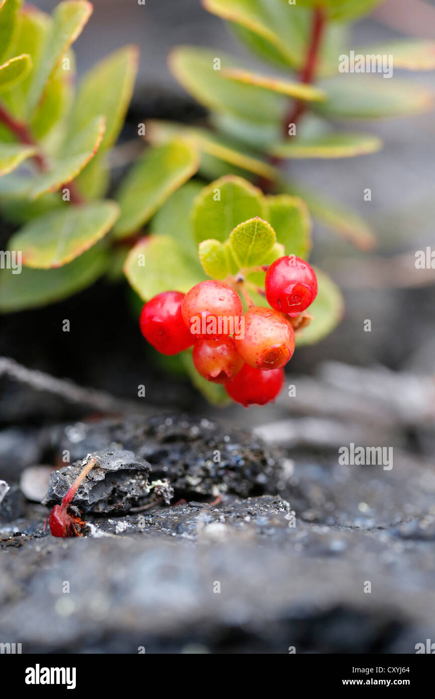 Ohelo Ai Berry (Vaccinium reticulatum), Hawaii Volcanoes National Park ...