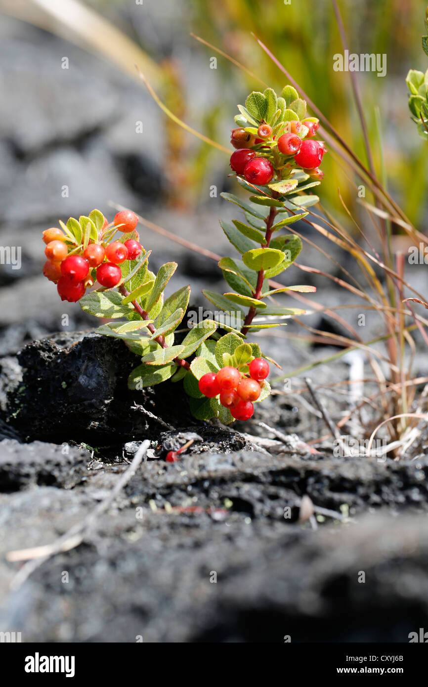 Ohelo plant hi-res stock photography and images - Alamy
