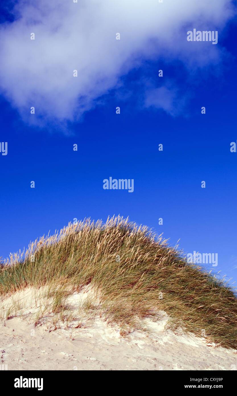 Marram grass flower hi-res stock photography and images - Alamy