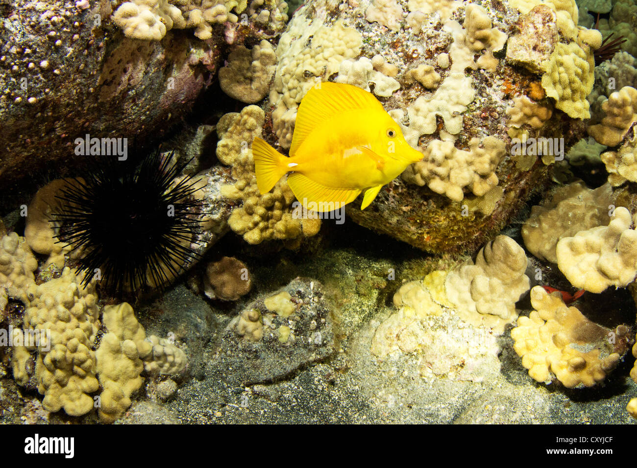 Yellow Sailfin Tang (Zebrasoma flavescens), tropical coastal waters ...