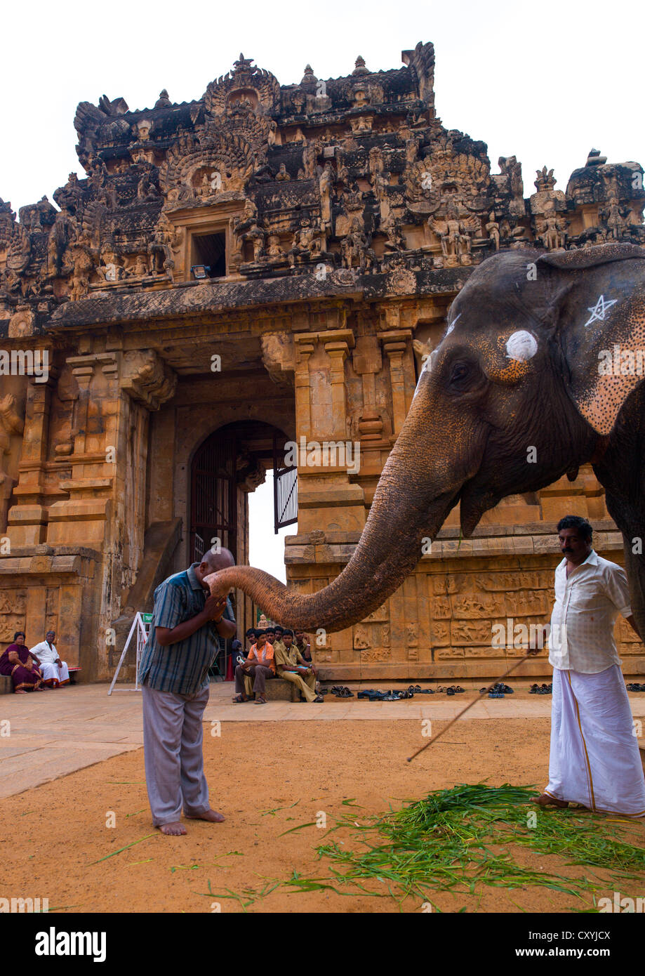 Man Receiving Elephant's Blessing In Front Of Brihadishvara Temple ...