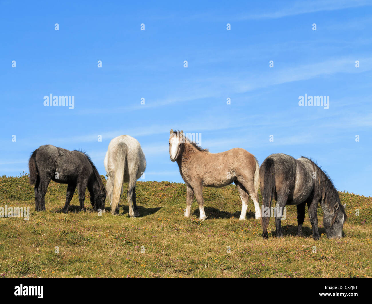Four Welsh Mountain Ponies grazing on Tal y Fan on edge of Carneddau in ...