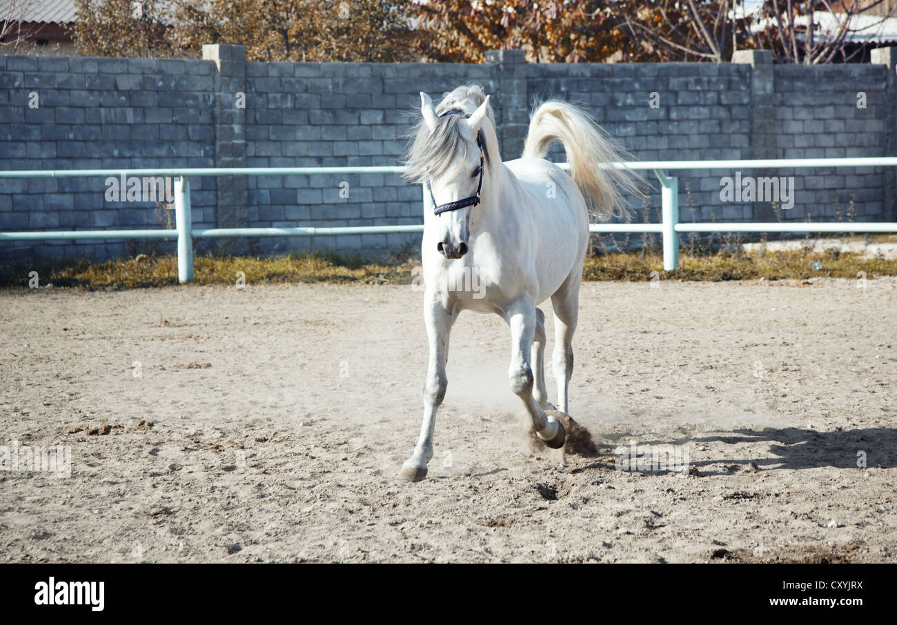 Single one horse playing in captivity Stock Photo - Alamy