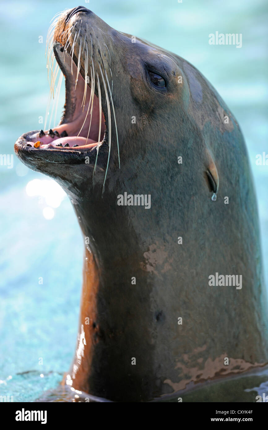 Lion crying hi-res stock photography and images - Alamy