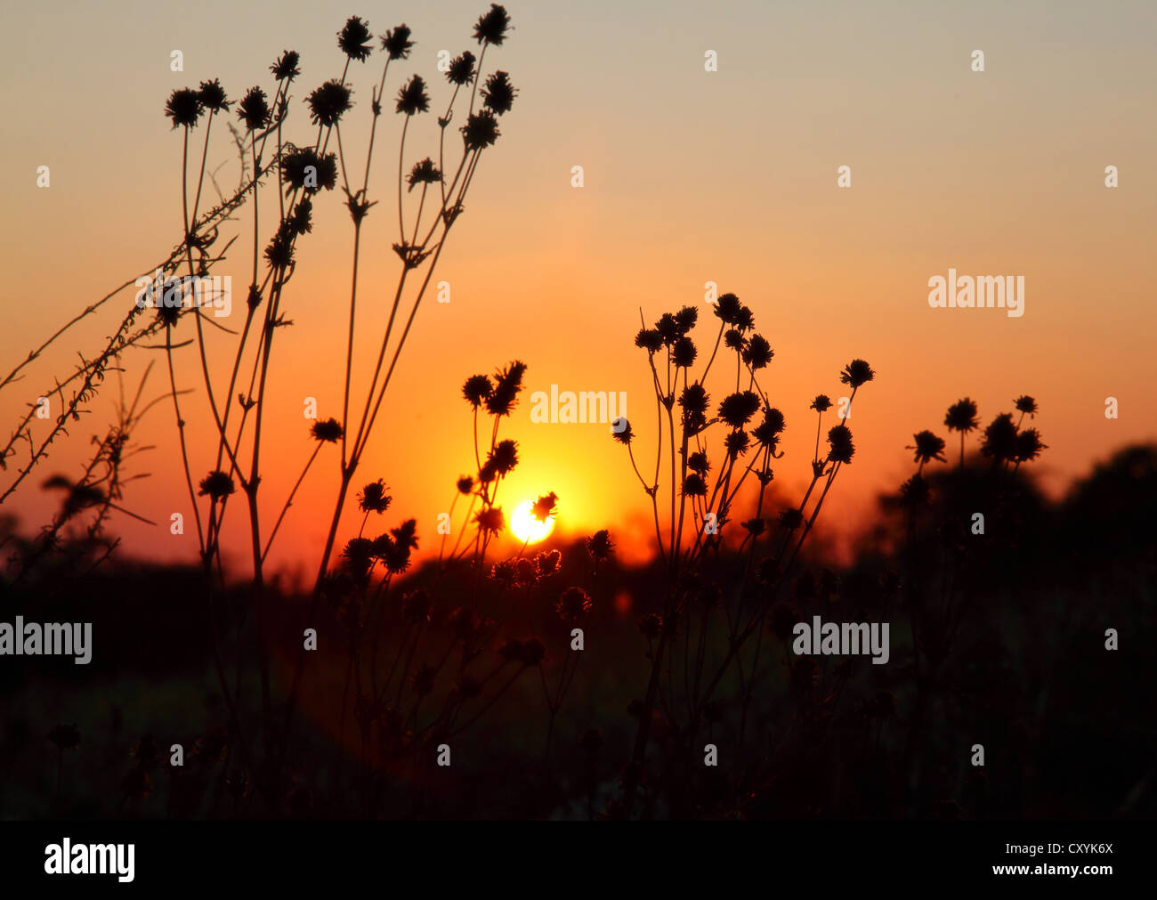 cotton flowers and african sunset Stock Photo - Alamy