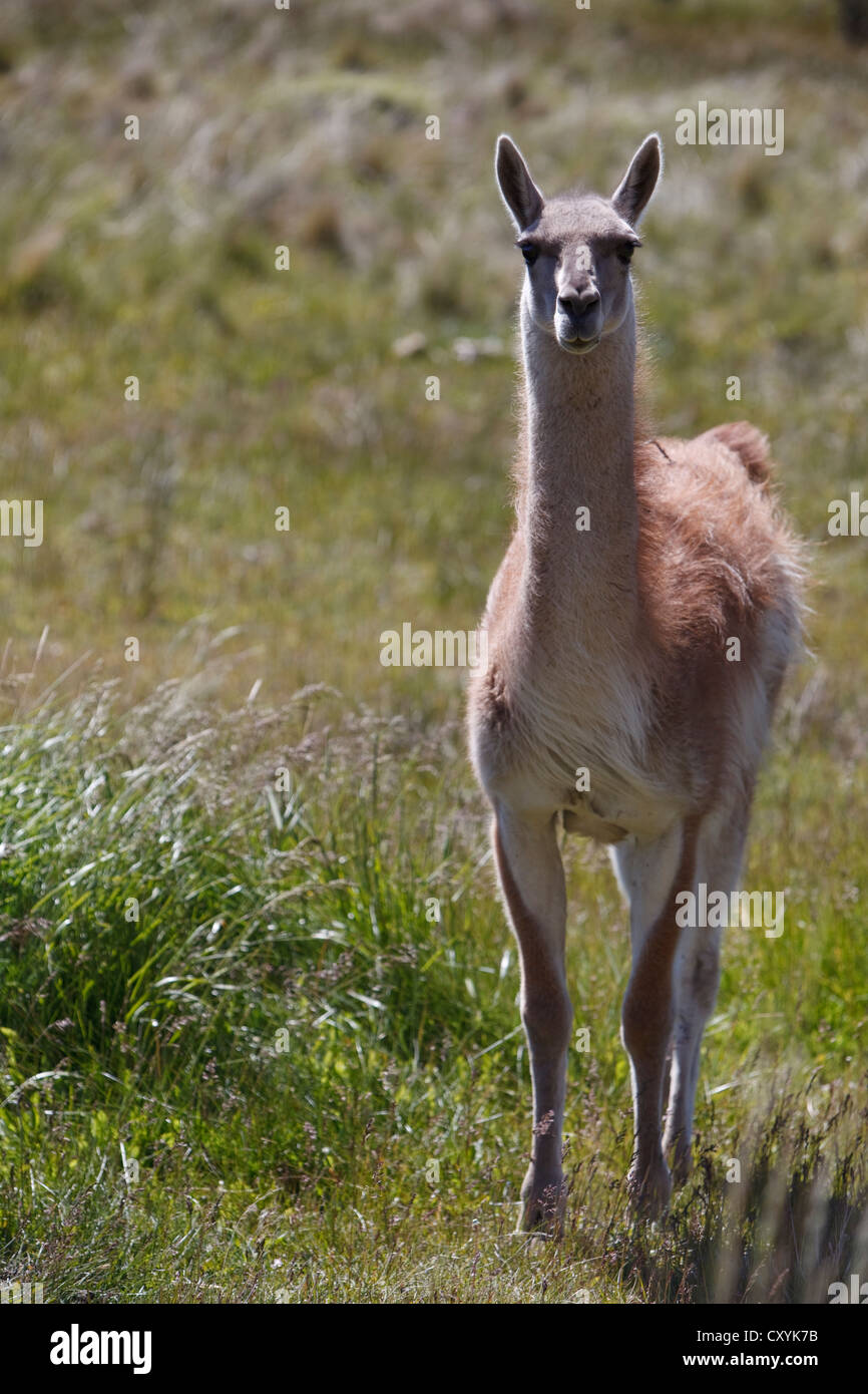 A wild guanaco (Lama guanicoe) standing on a meadow, Cochrane, Region ...
