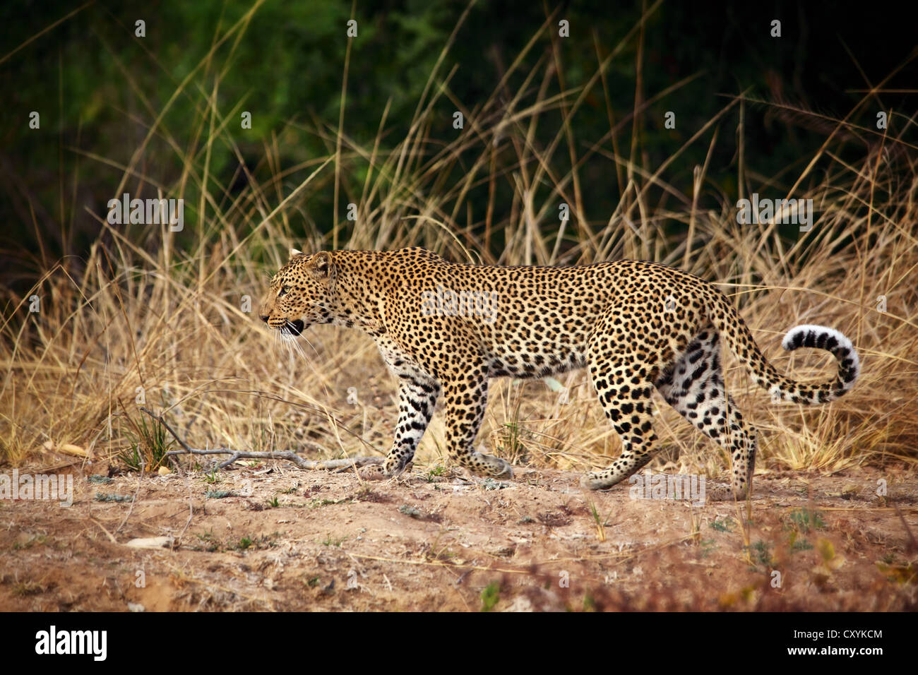 adult leopard in luangwa national park zambia Stock Photo - Alamy