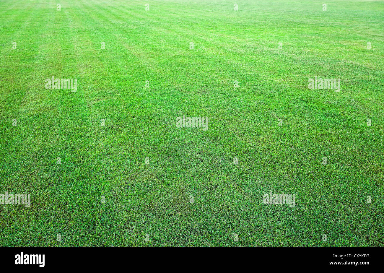 Fresh green grass field background texture Stock Photo - Alamy