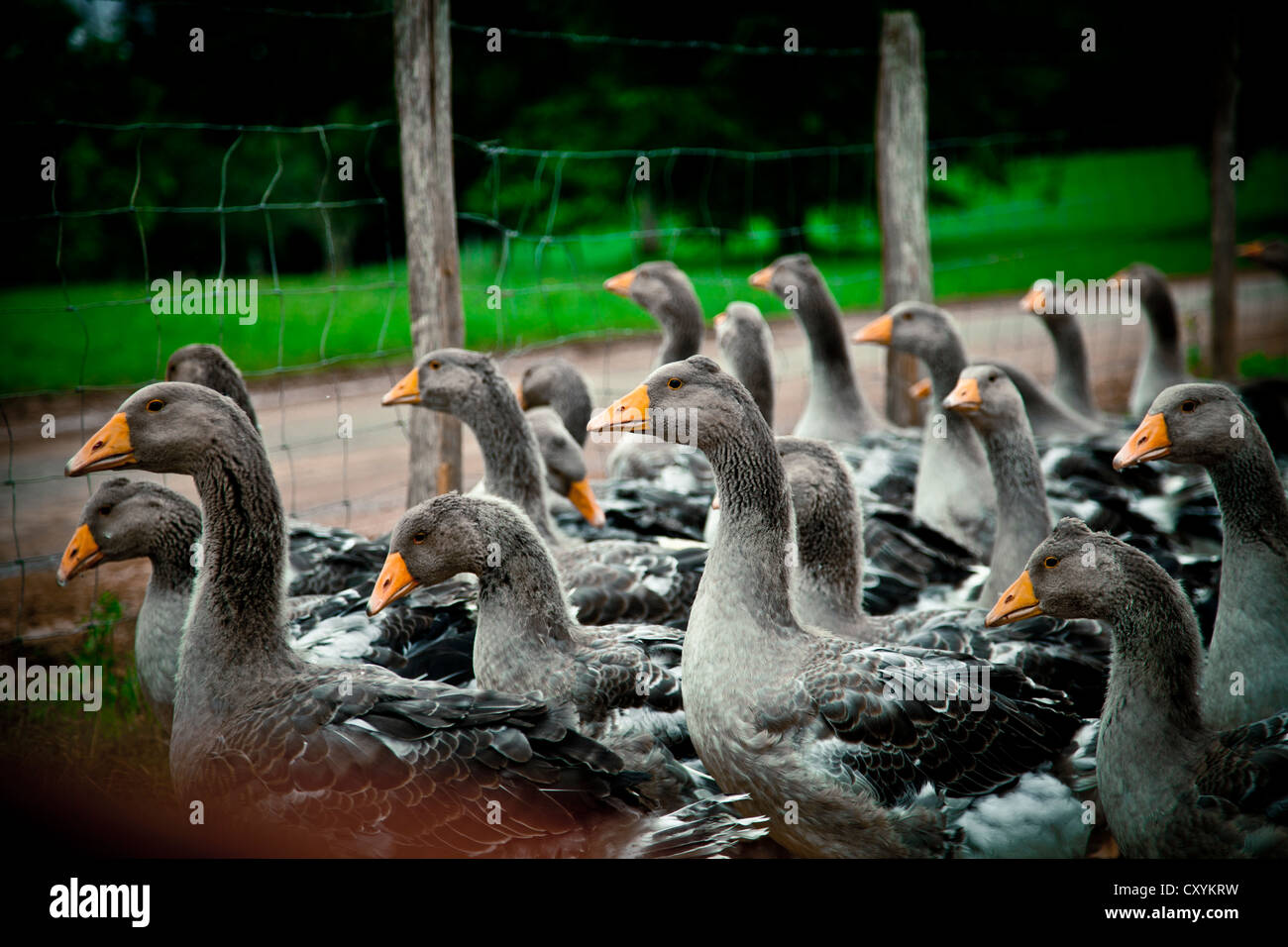 Geese around Grotte de Rouffignac, in Vézère Valley, Perigord, France ...