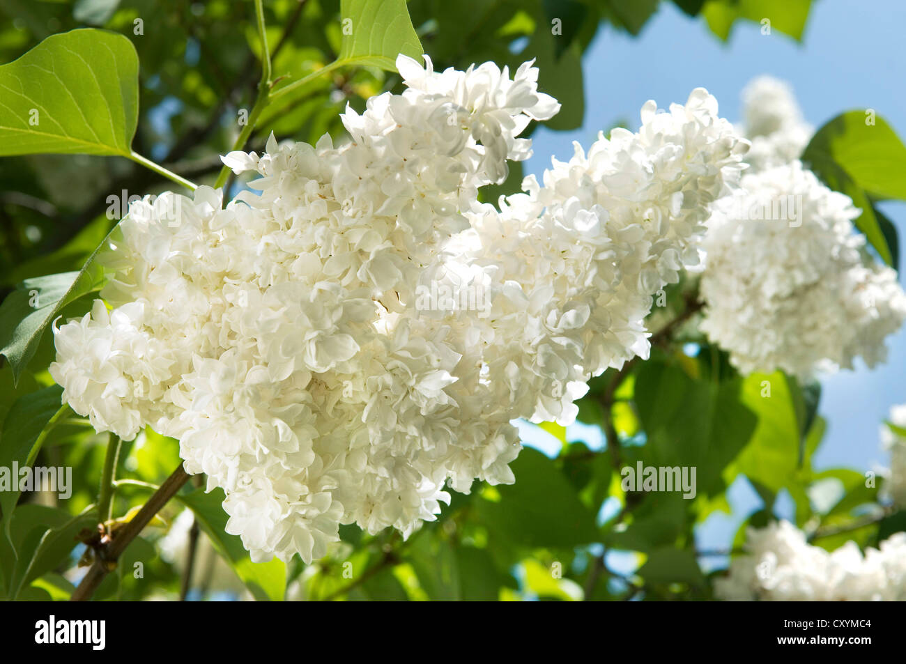 Flowering white lilac (Syringa sp Stock Photo - Alamy
