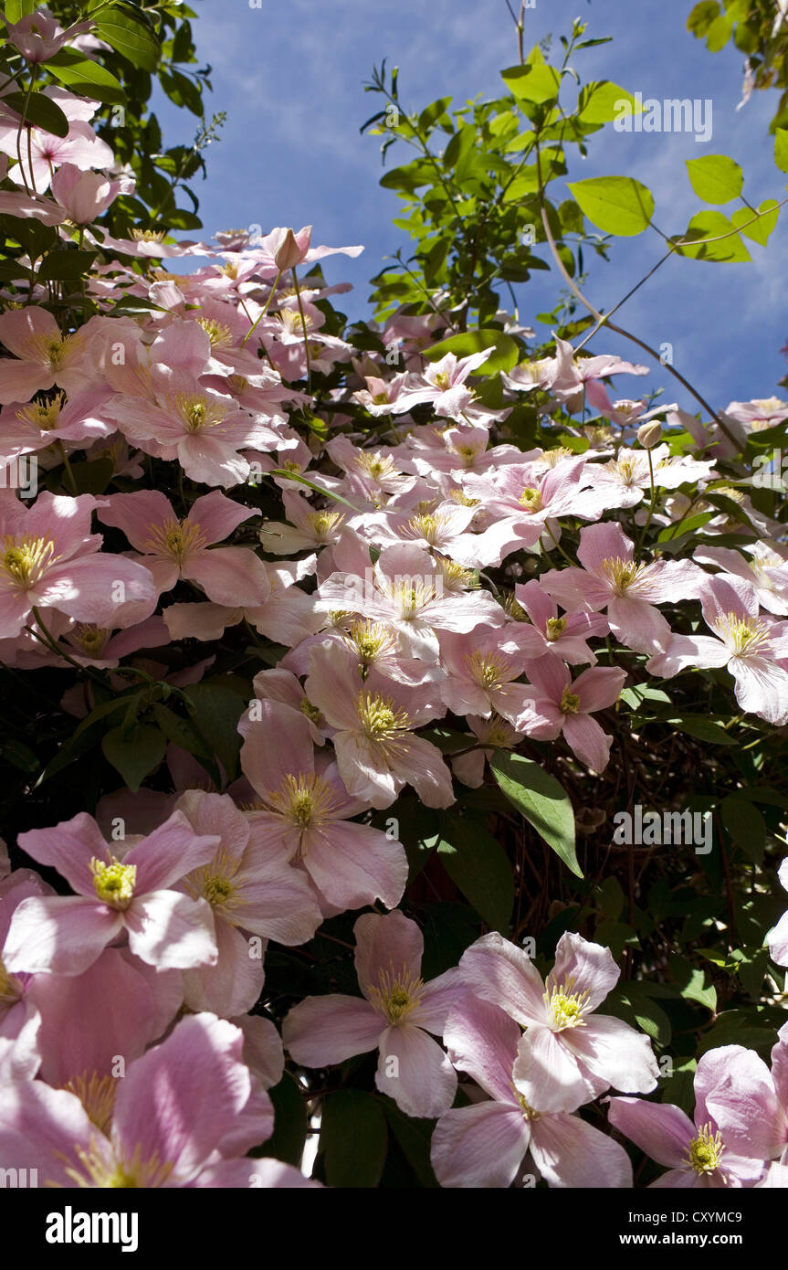 Clematis clematis rose rosa hi-res stock photography and images - Alamy
