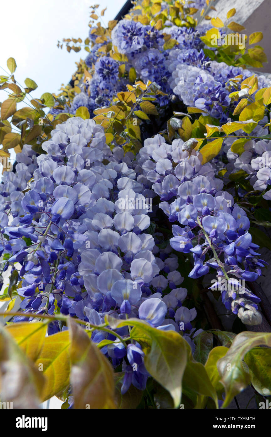 Wisteria (Wisteria sinensis Stock Photo - Alamy