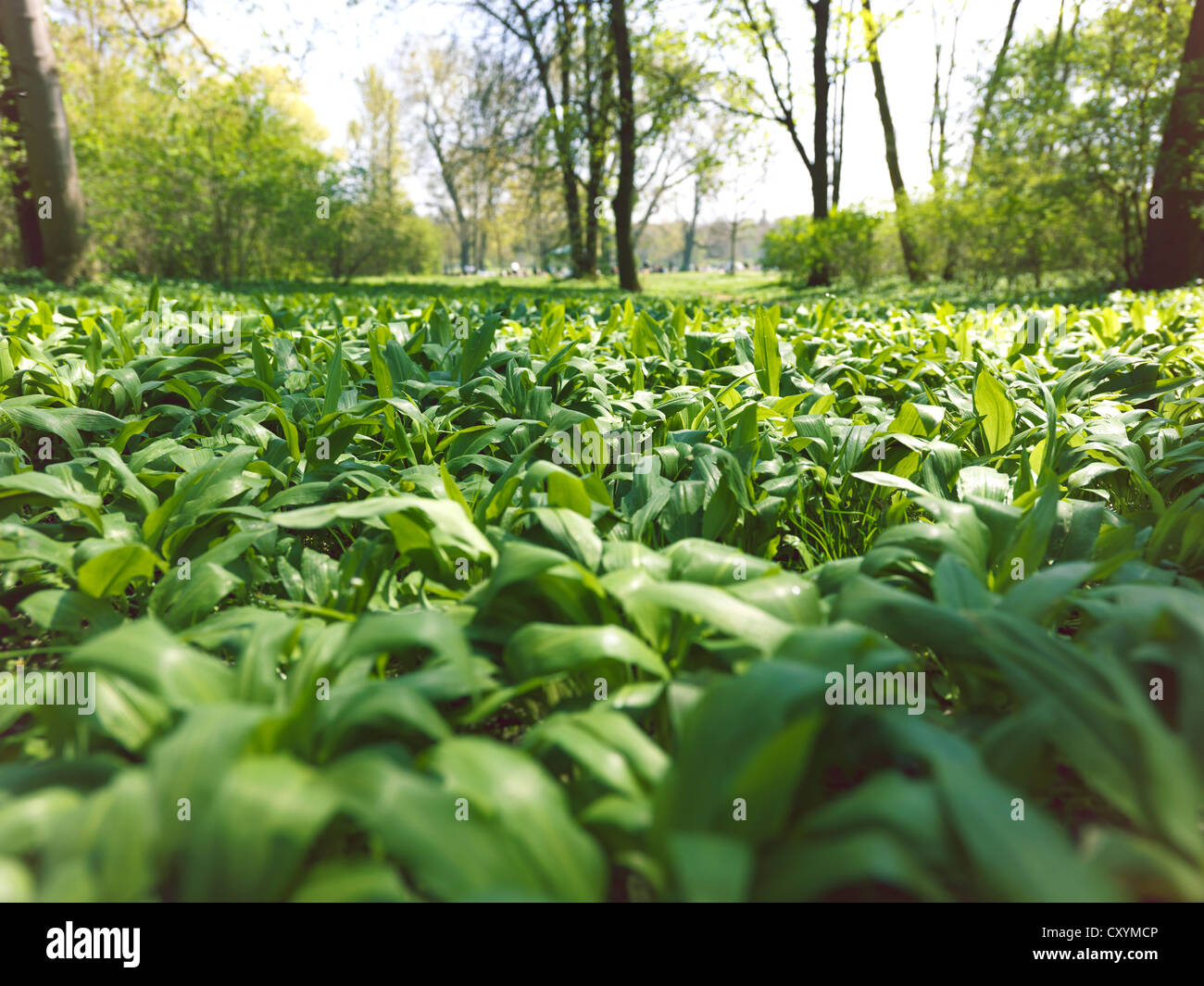 Ramsons or Wild Garlic (Allium ursinum Stock Photo - Alamy