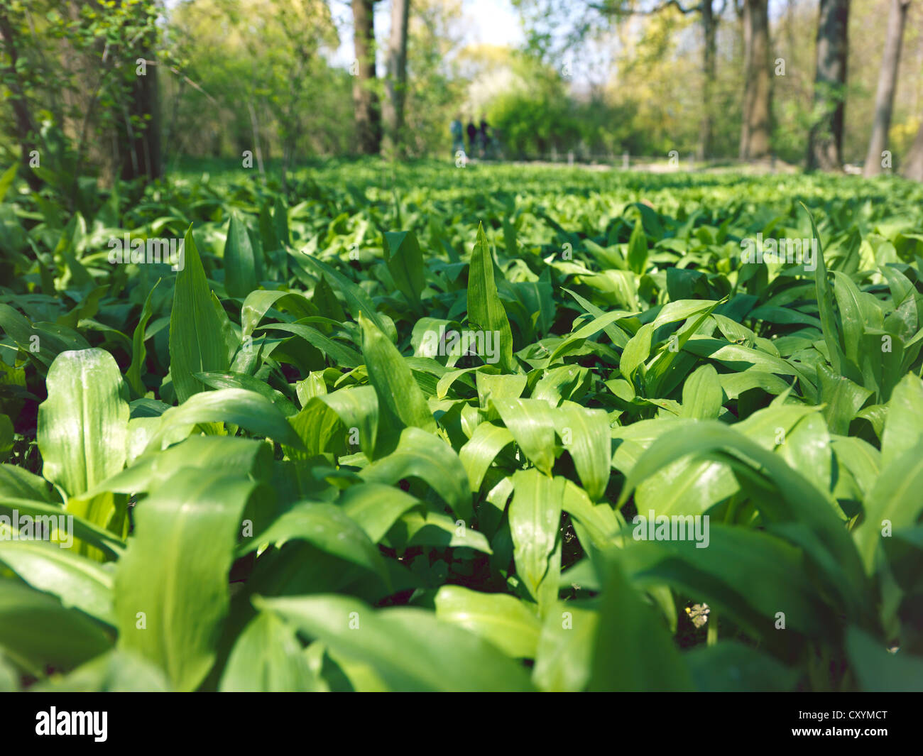 Ramsons or Wild Garlic (Allium ursinum Stock Photo - Alamy
