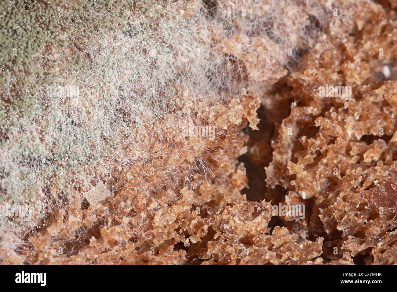 Green mold, bread mold, mold spores, mold cultures, wholemeal bread ...