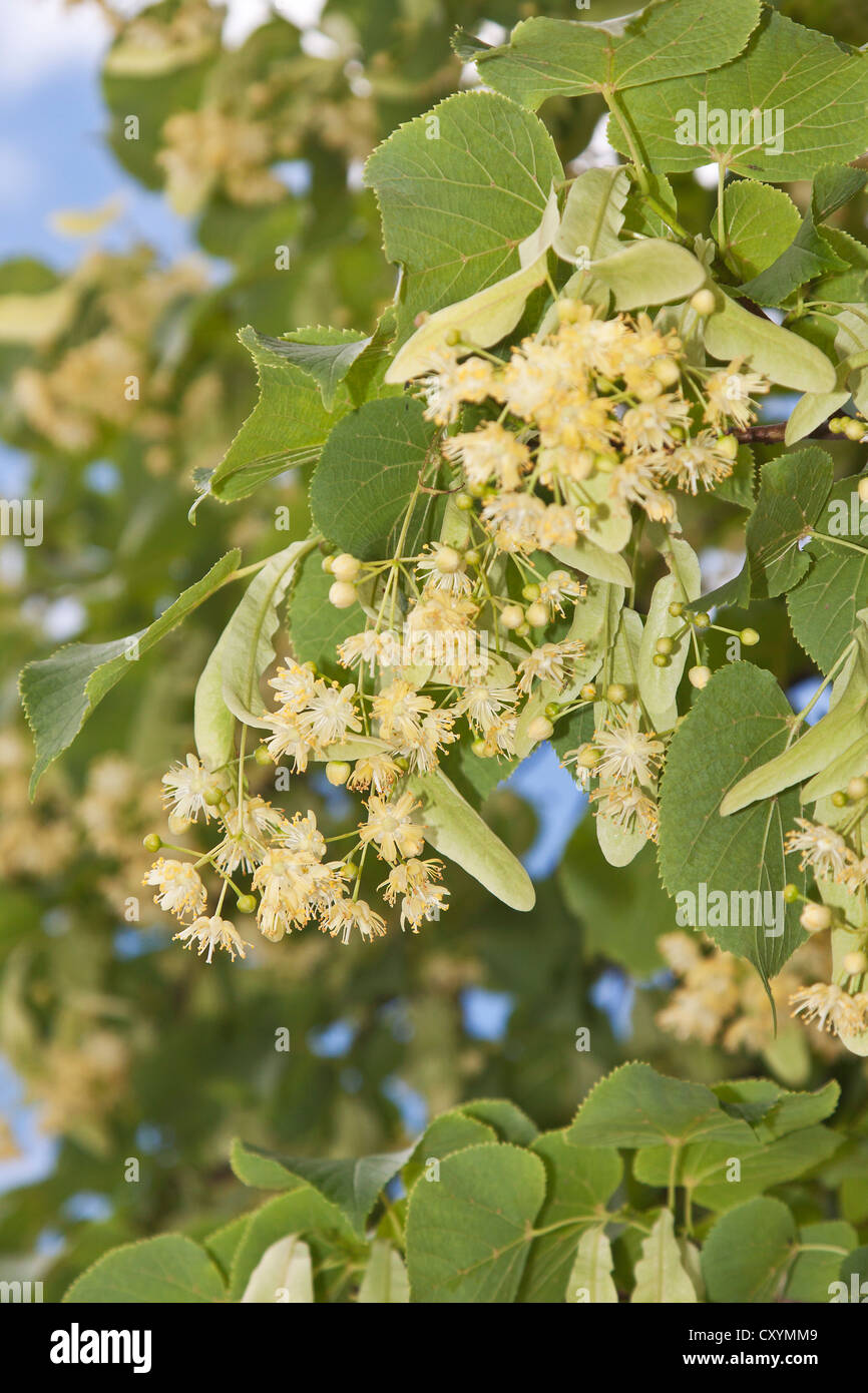 Tilia cordata hi-res stock photography and images - Alamy
