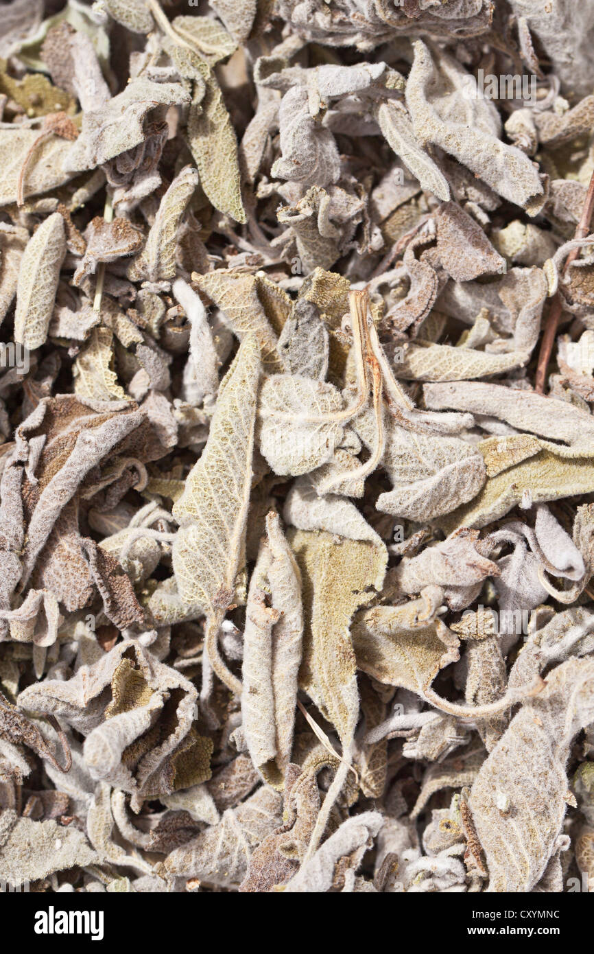 Salvia tea, dried sage leaves (Salvia), herbal tea, medicinal tea Stock ...