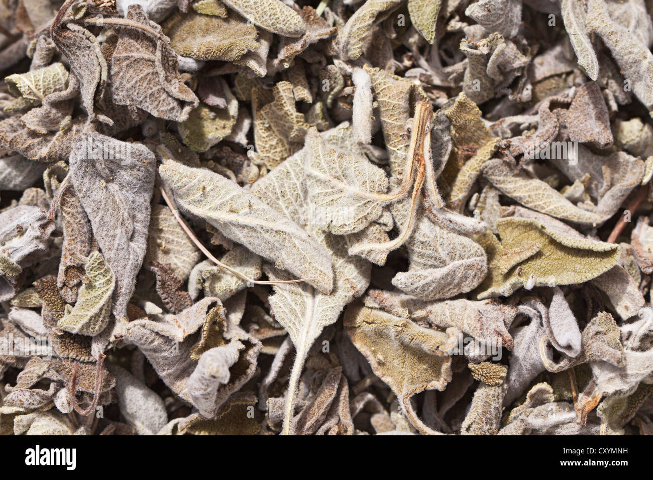 Salvia tea, dried sage leaves (Salvia), herbal tea, medicinal tea Stock ...