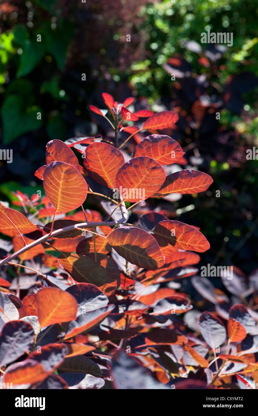 Backlit early fall leaves hi-res stock photography and images - Alamy