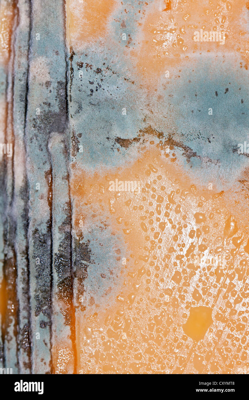 Moldy cheese mold hi-res stock photography and images - Alamy