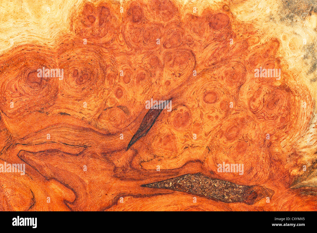 Root wood, detail view, little old box Stock Photo - Alamy