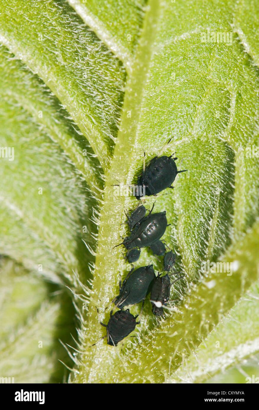 Aphids (Aphididae) on a leaf Stock Photo - Alamy