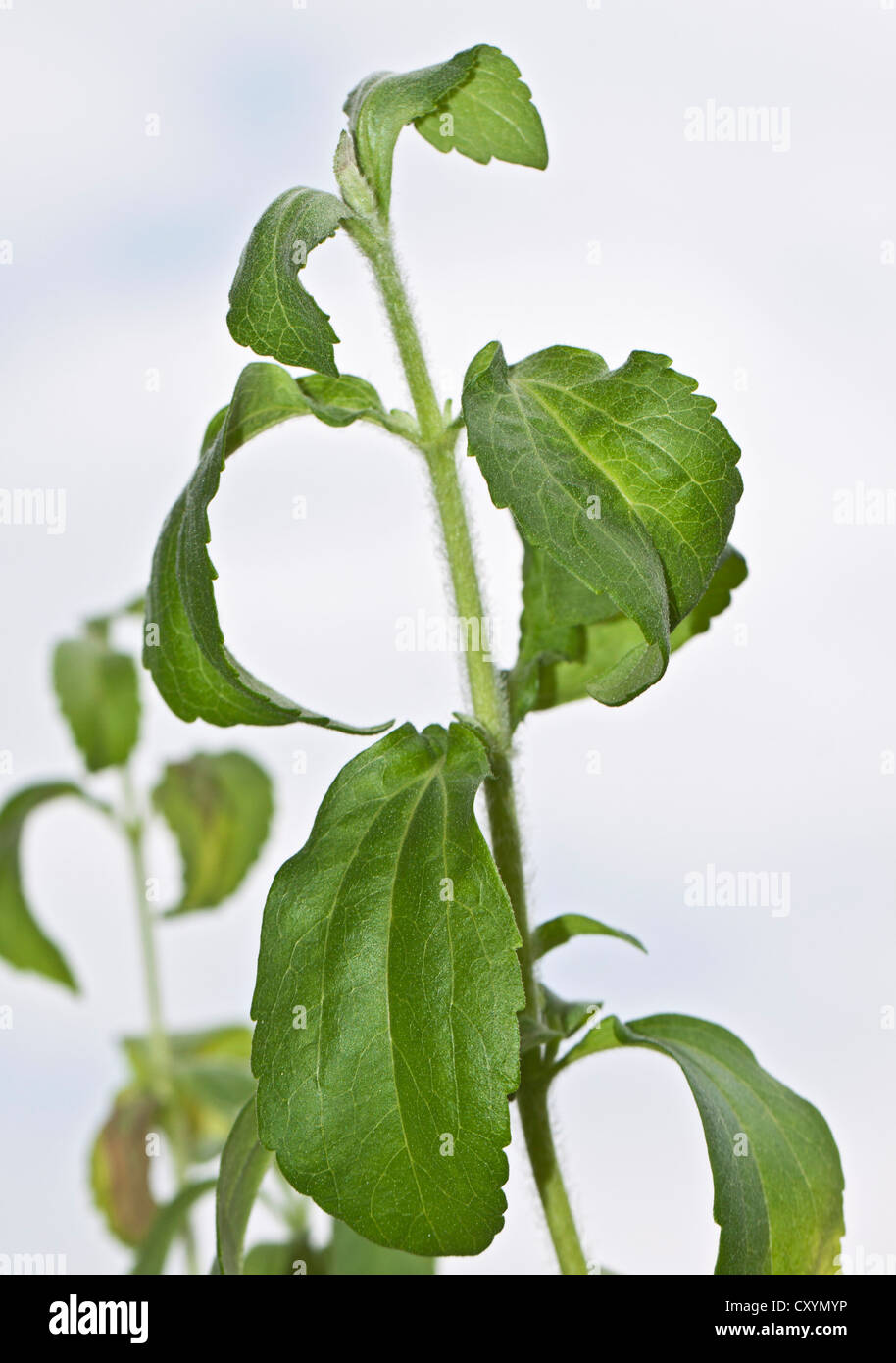 Candyleaf hi-res stock photography and images - Alamy