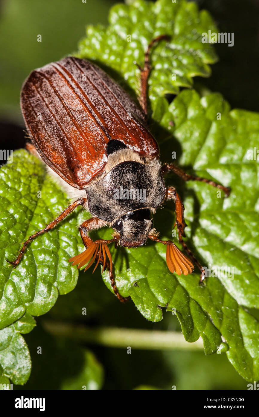 Close up cockchafer may bug hi-res stock photography and images - Alamy