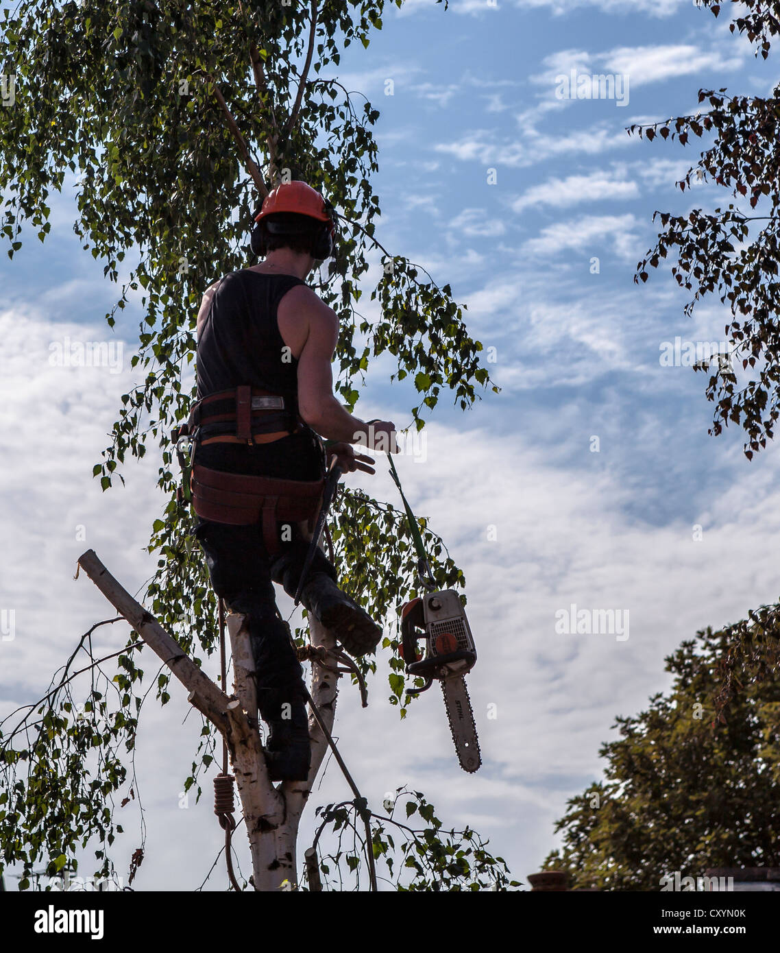 Tree surgeon trimming birch trees Stock Photo - Alamy