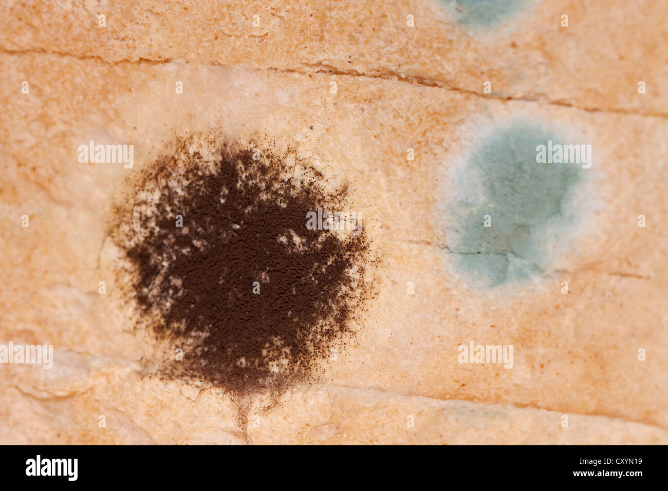 Mould, mildew, mould damage, mould cultures on toast Stock Photo - Alamy
