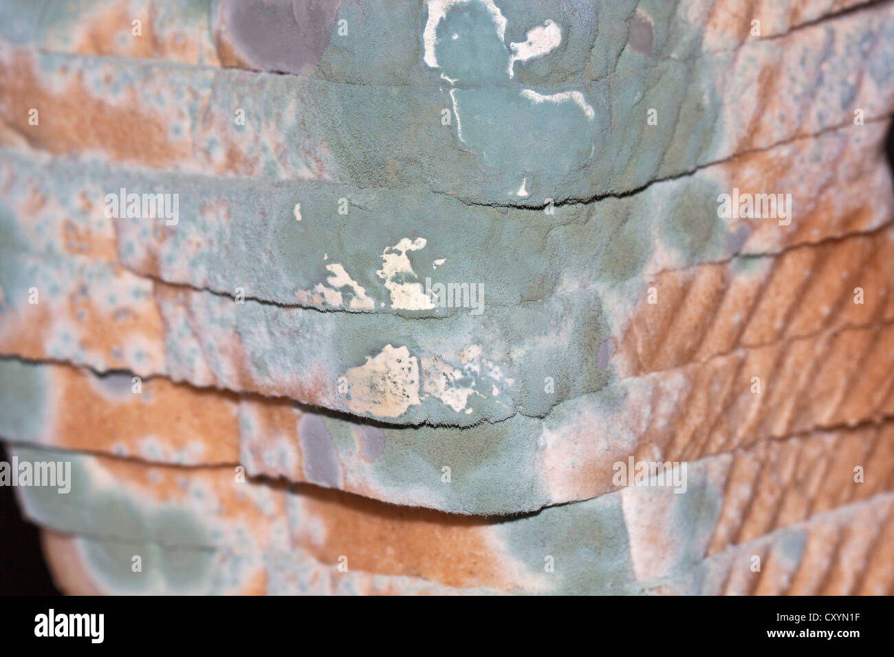 Mould, mildew, mould damage, mould cultures on toast Stock Photo - Alamy