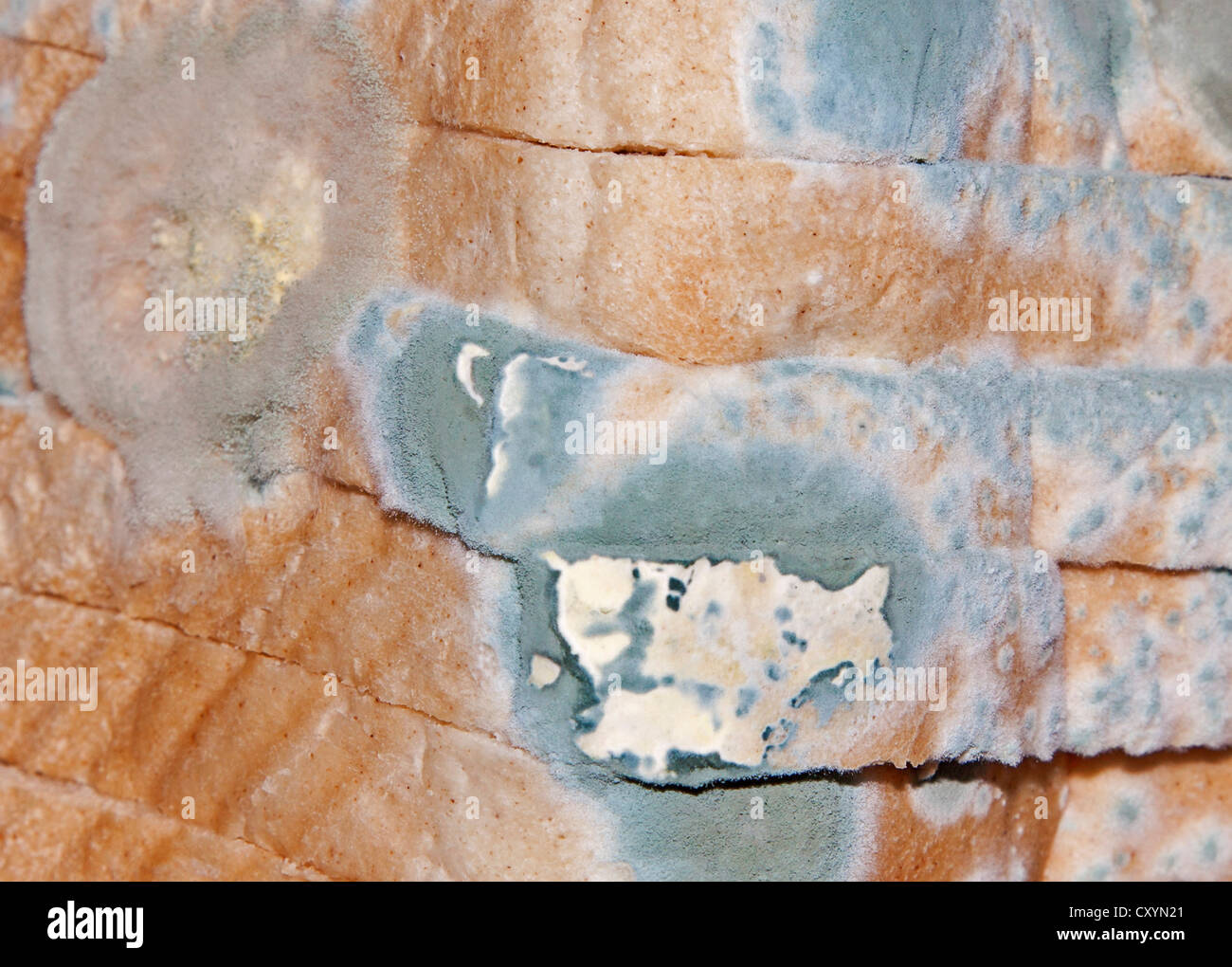 Mould, mildew, mould damage, mould cultures on toast Stock Photo - Alamy