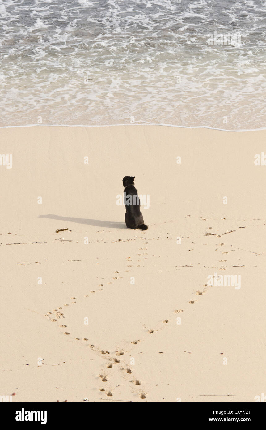 Lone dog sitting on a beach watching the sea Stock Photo - Alamy