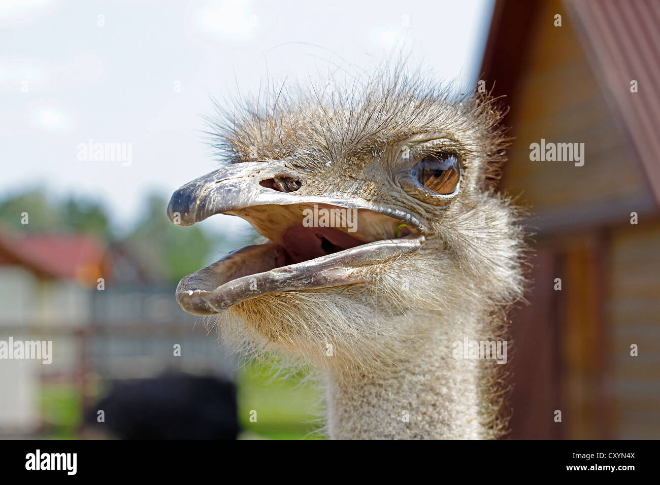 Ostrich head hi-res stock photography and images - Alamy