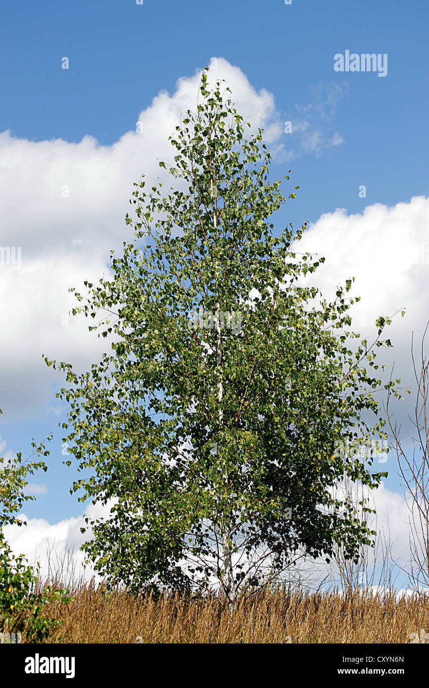young birch tree on the yellow grass Stock Photo - Alamy