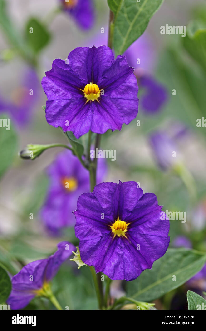 Blue Potato Bush (Solanum rantonettii syn Lycianthes rantonnetii ...
